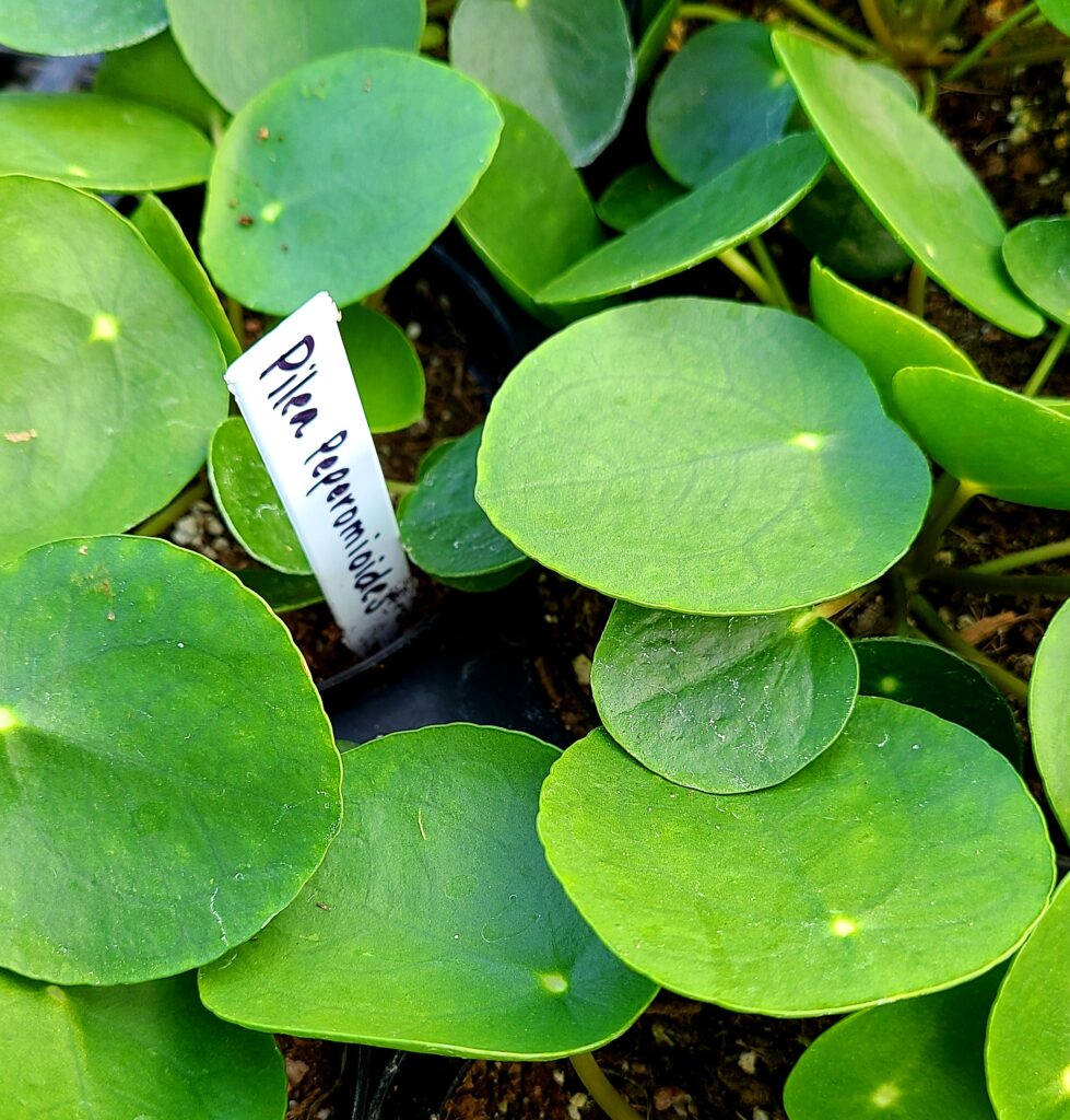 Plants & Products – Birds Botanicals